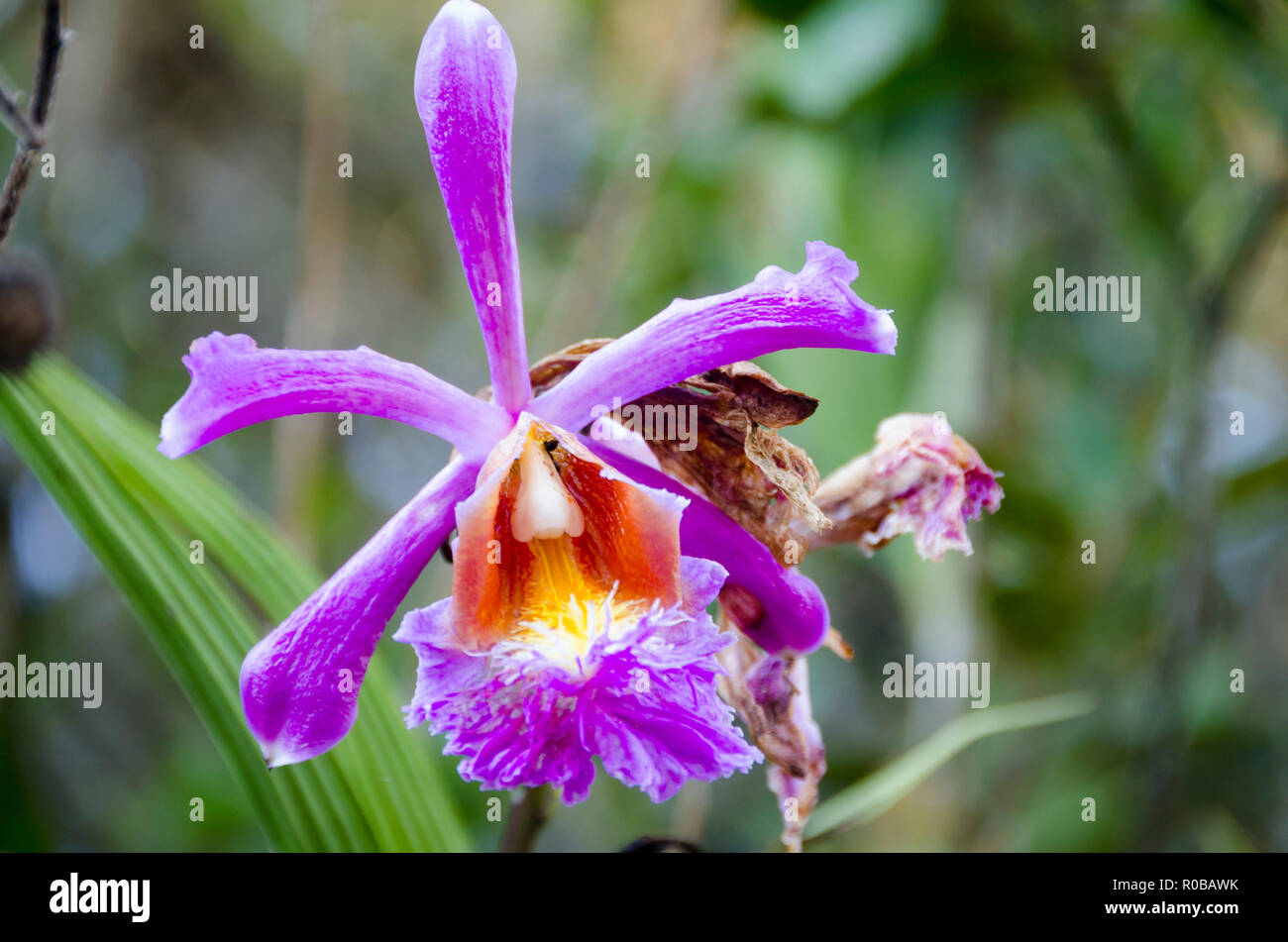 Purple orchid on Inca Trail, Machu Pichu, Peru Stock Photo - Alamy