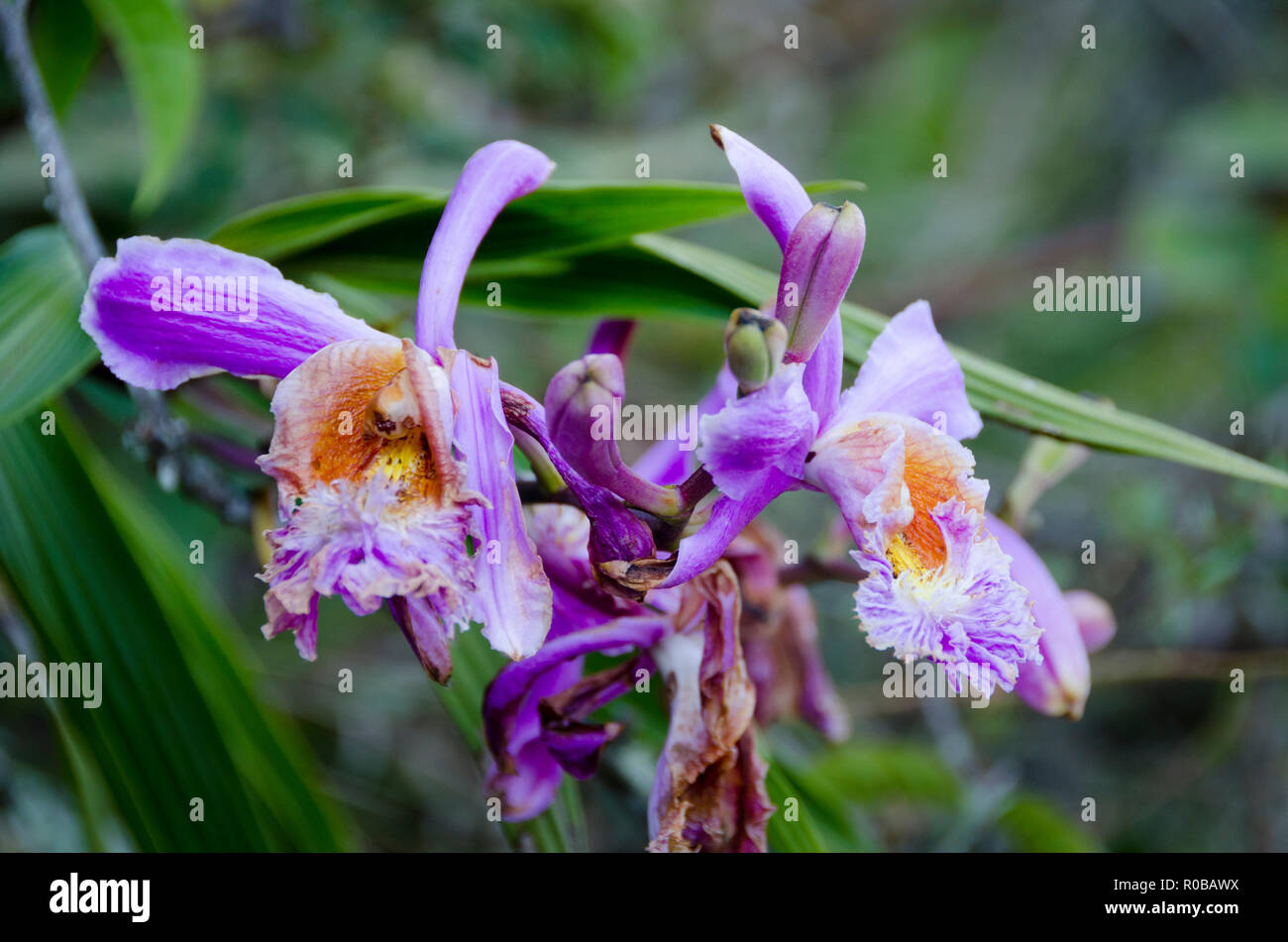 Inca flower hi-res stock photography and images - Alamy