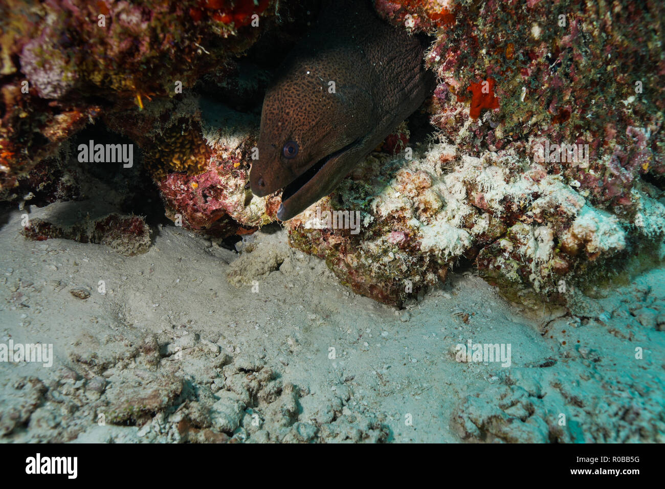 Eel at the Maldives Stock Photo - Alamy
