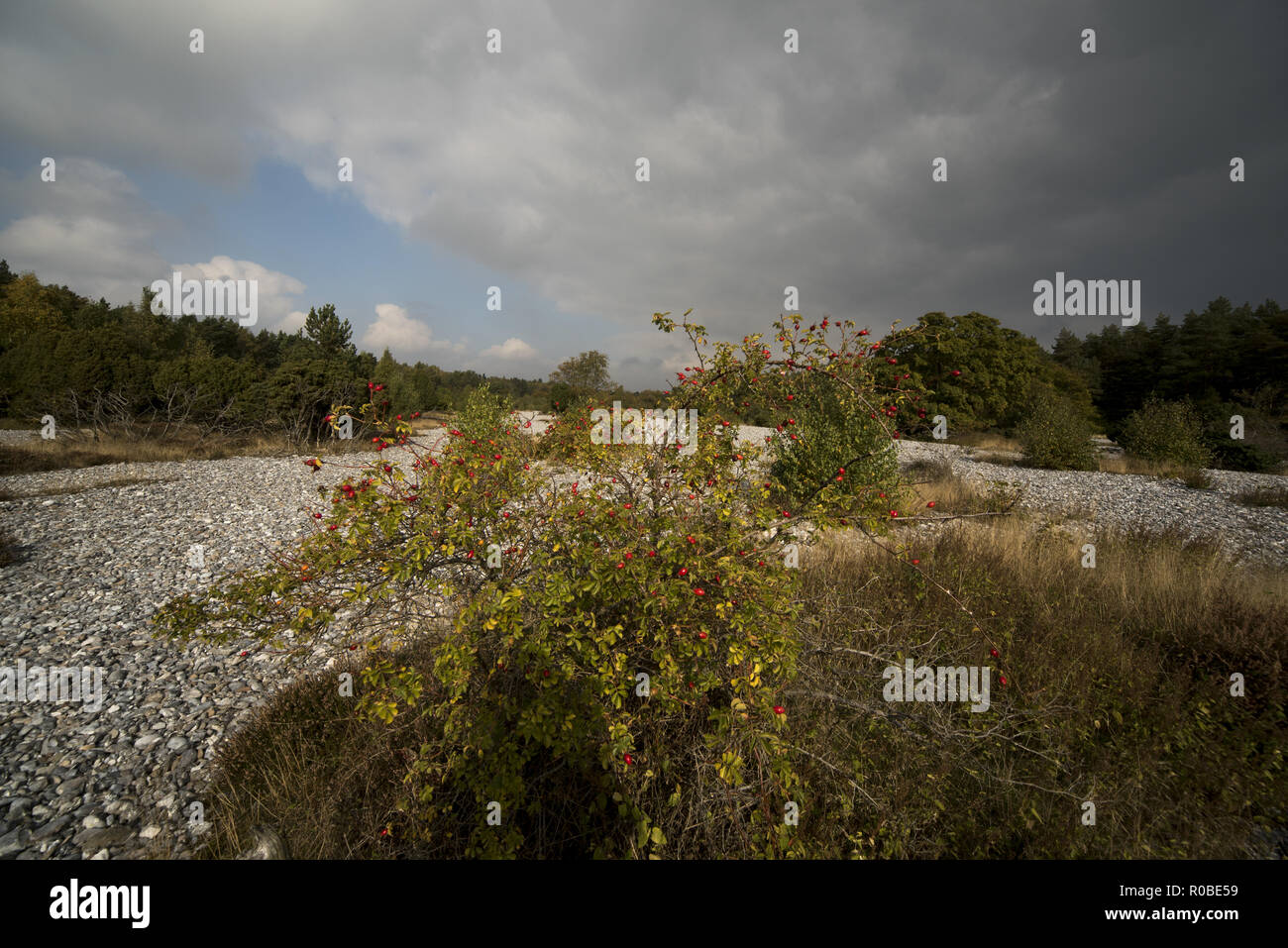 A thick layer of flintstones was deposited some thousand years ago near ...