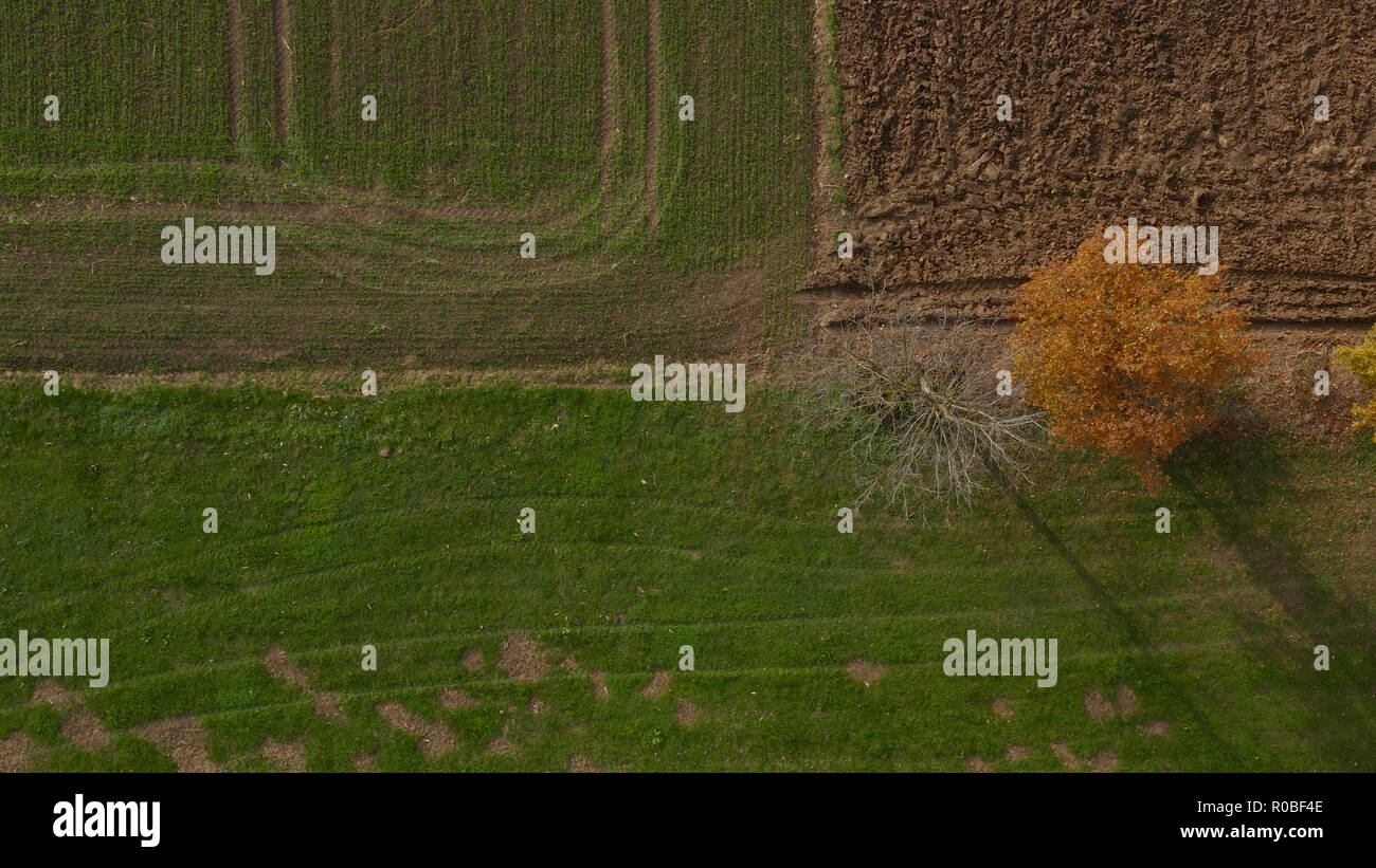 Aerial shot of trees in hedgerow, vibrant autumn foliage, dividing a ...