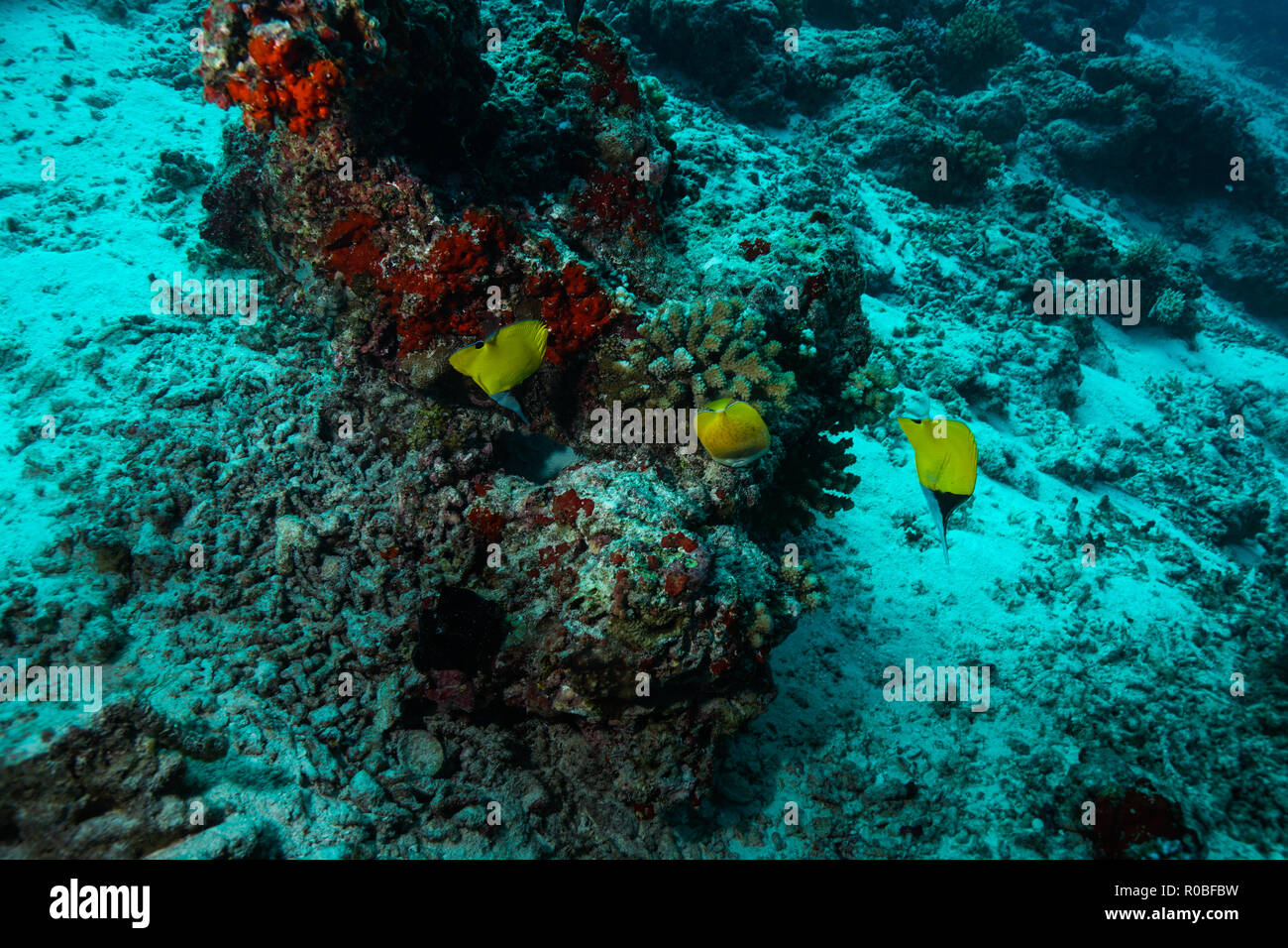 Tropical fish at the Maldives Stock Photo - Alamy