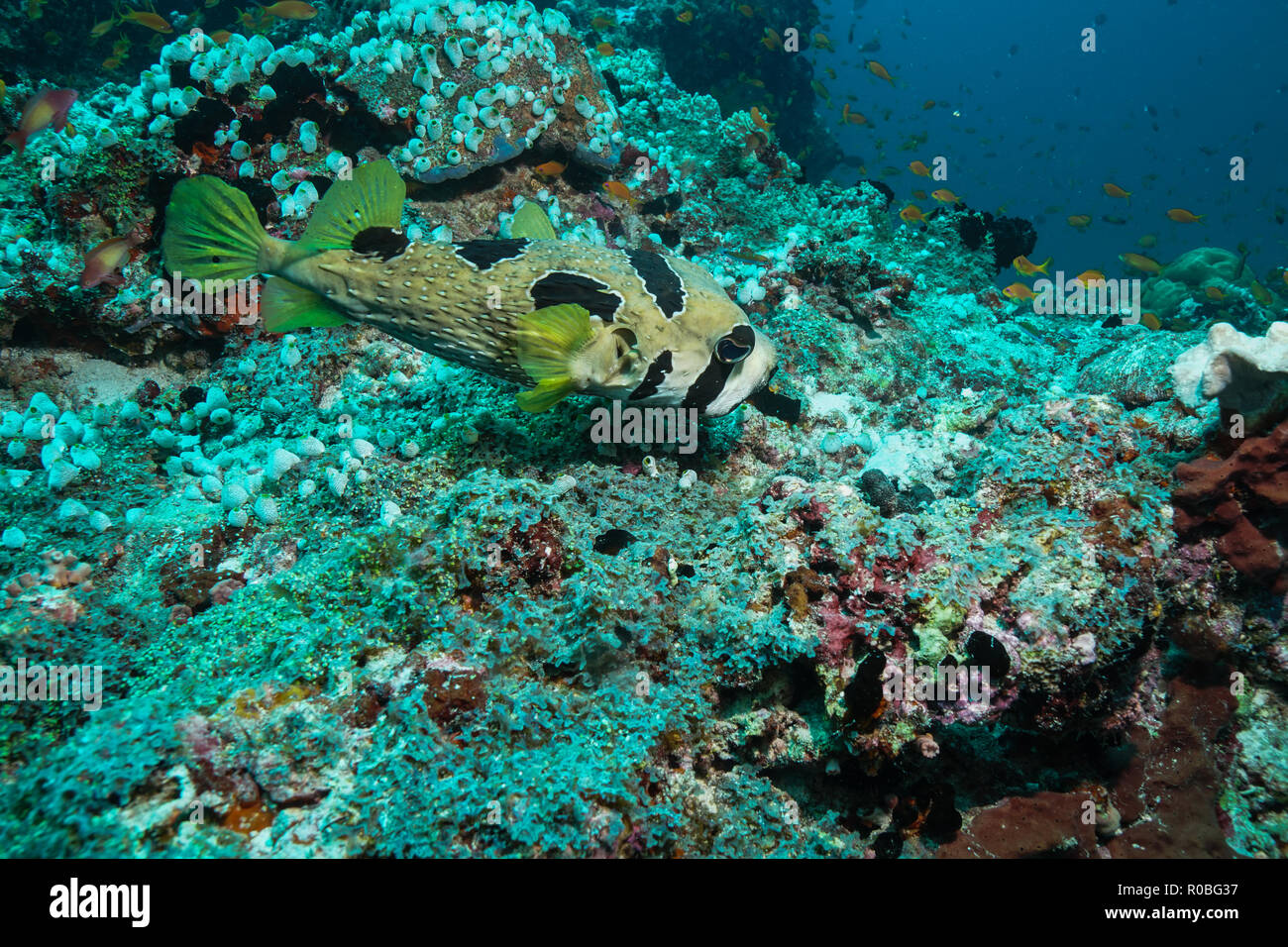 Puffer fish Maldives Stock Photo - Alamy