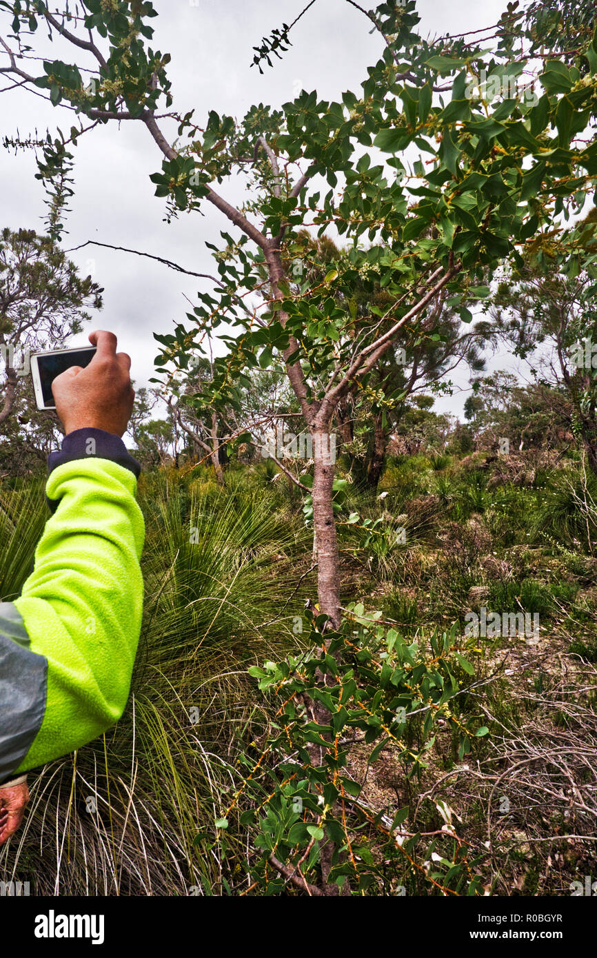 Photographer snaps Australian native plants Stock Photo - Alamy