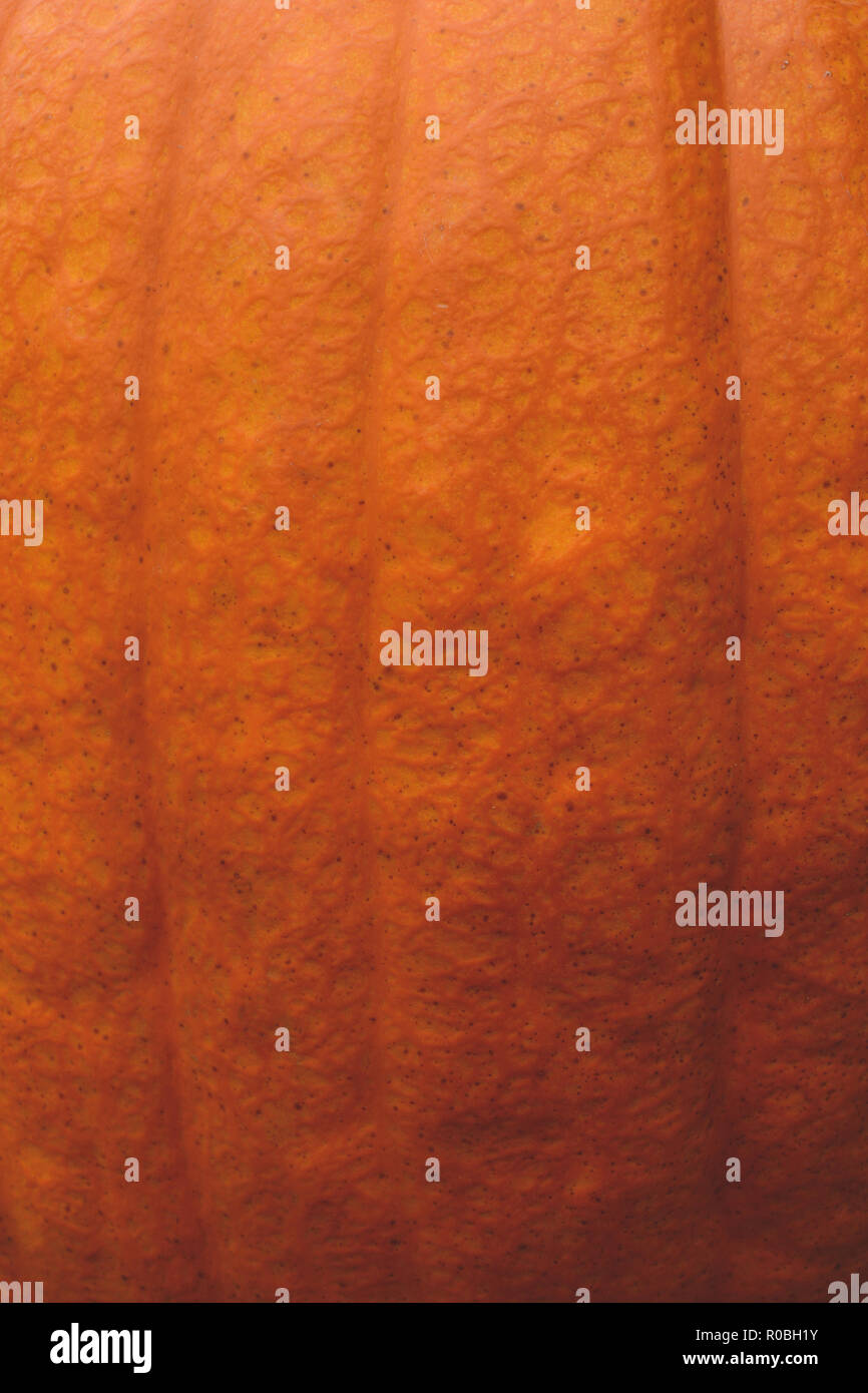 Pumpkin close-up, texture, background Stock Photo - Alamy