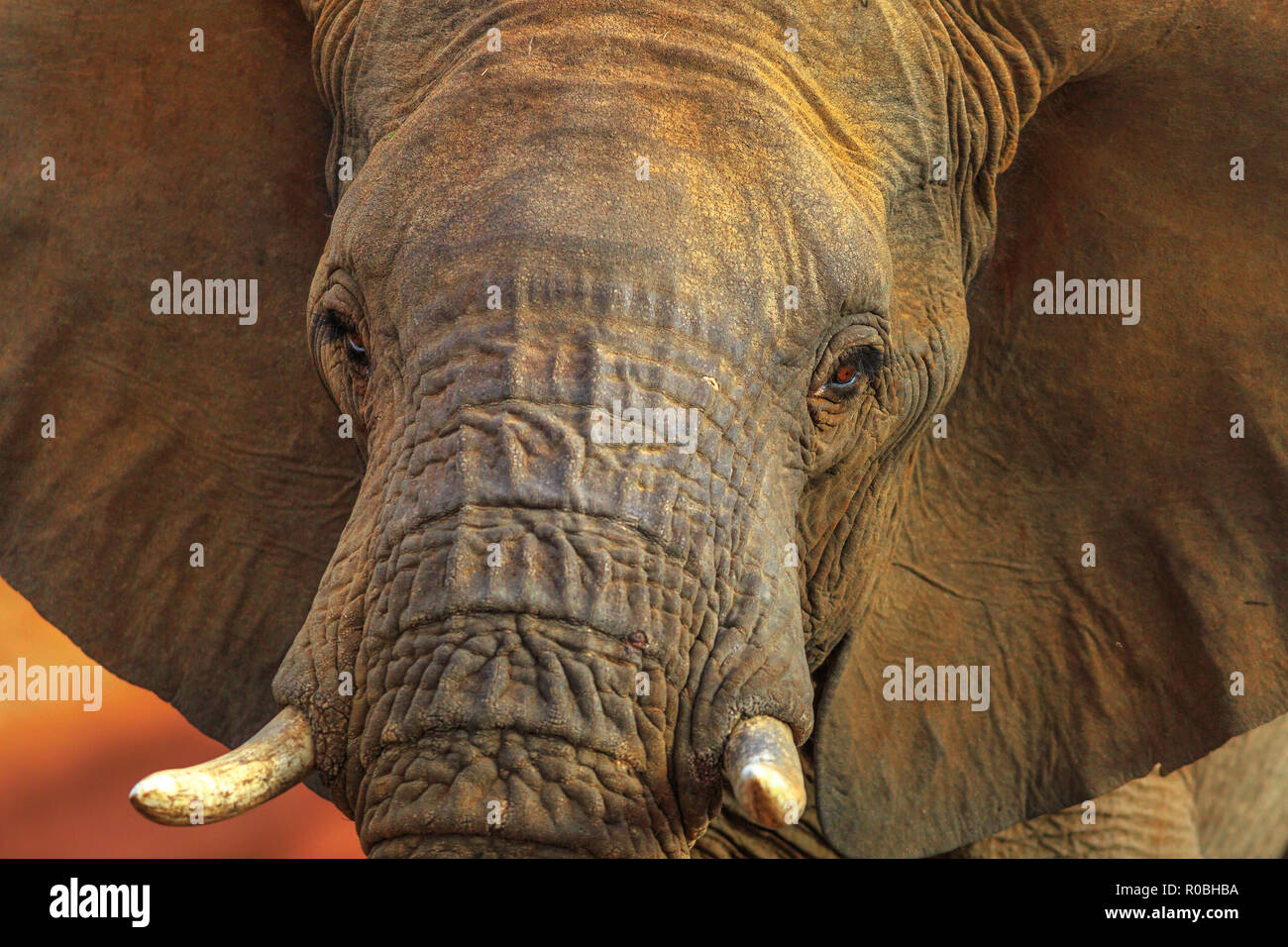 Elephant Face Front