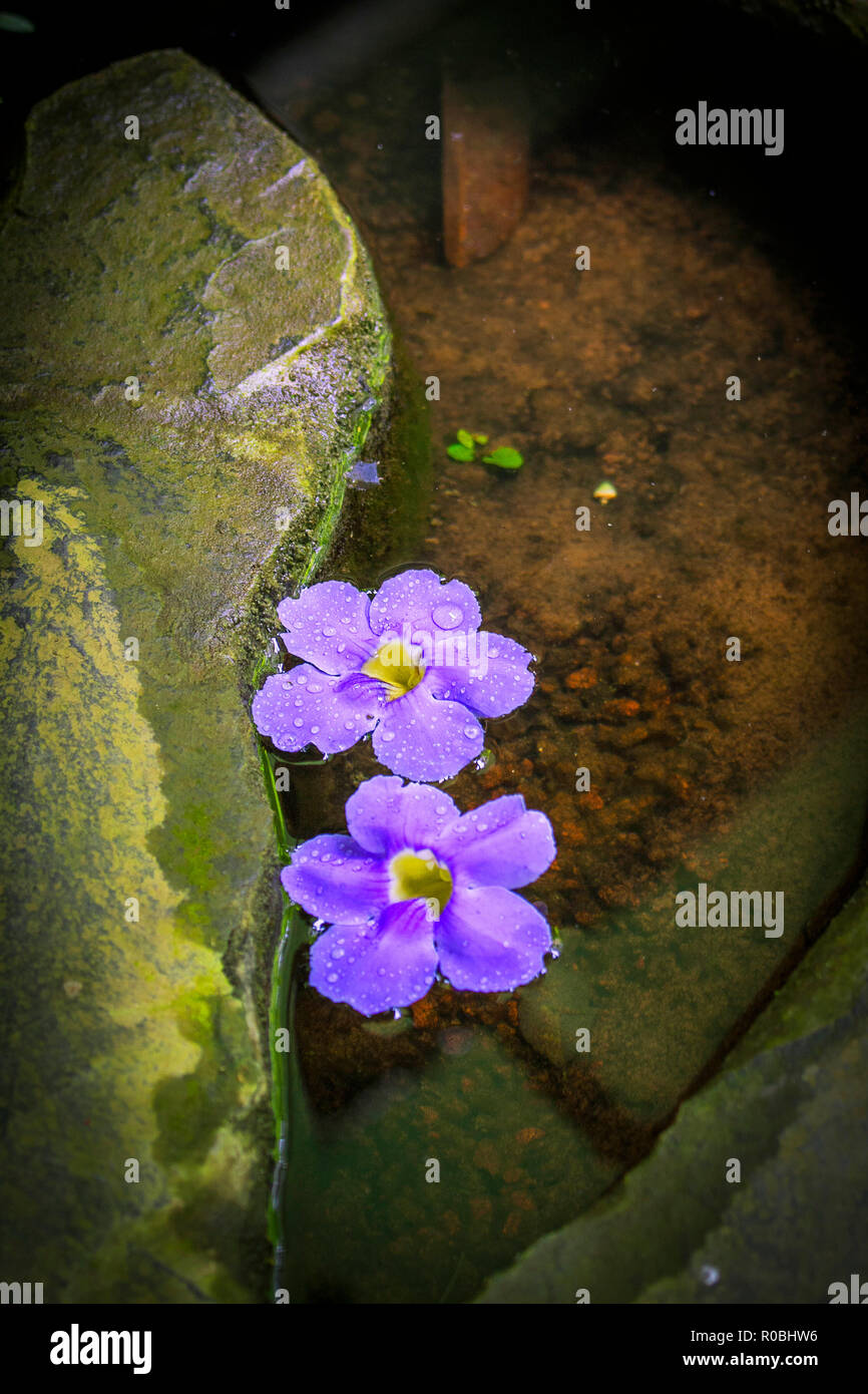 Purple flowers floating in water near rocks Stock Photo - Alamy