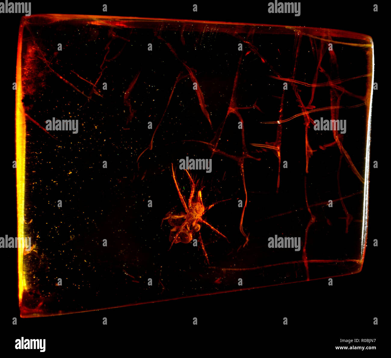 Prehistoric spider in Baltic amber Stock Photo - Alamy