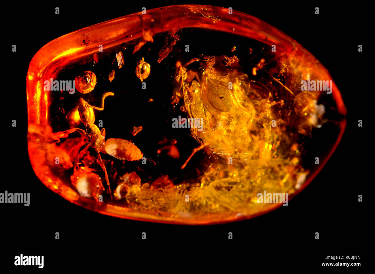 Prehistoric life hi-res stock photography and images - Alamy