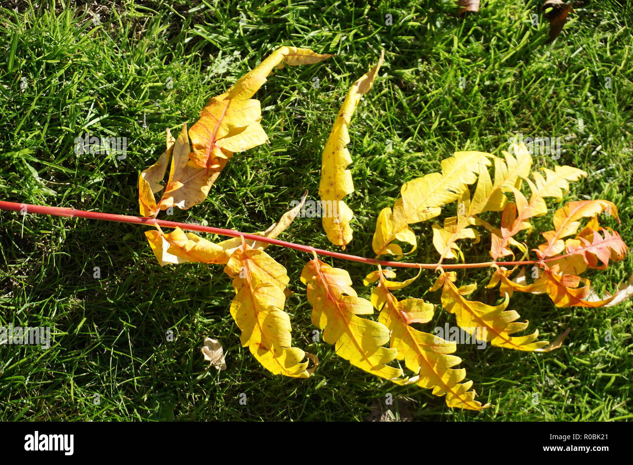 Shrivelling leaf hi-res stock photography and images - Alamy