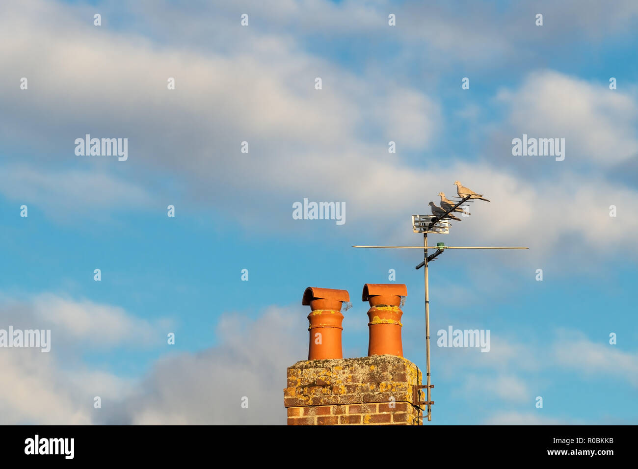 Three birds seat on the tv ariel Stock Photo - Alamy
