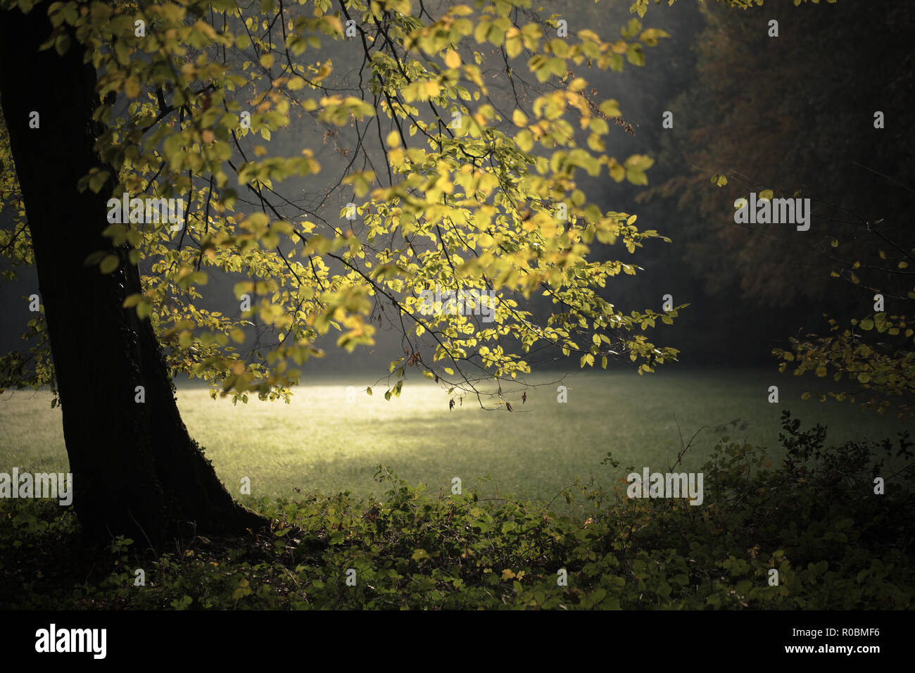 Tree shadow early morning hi-res stock photography and images - Alamy