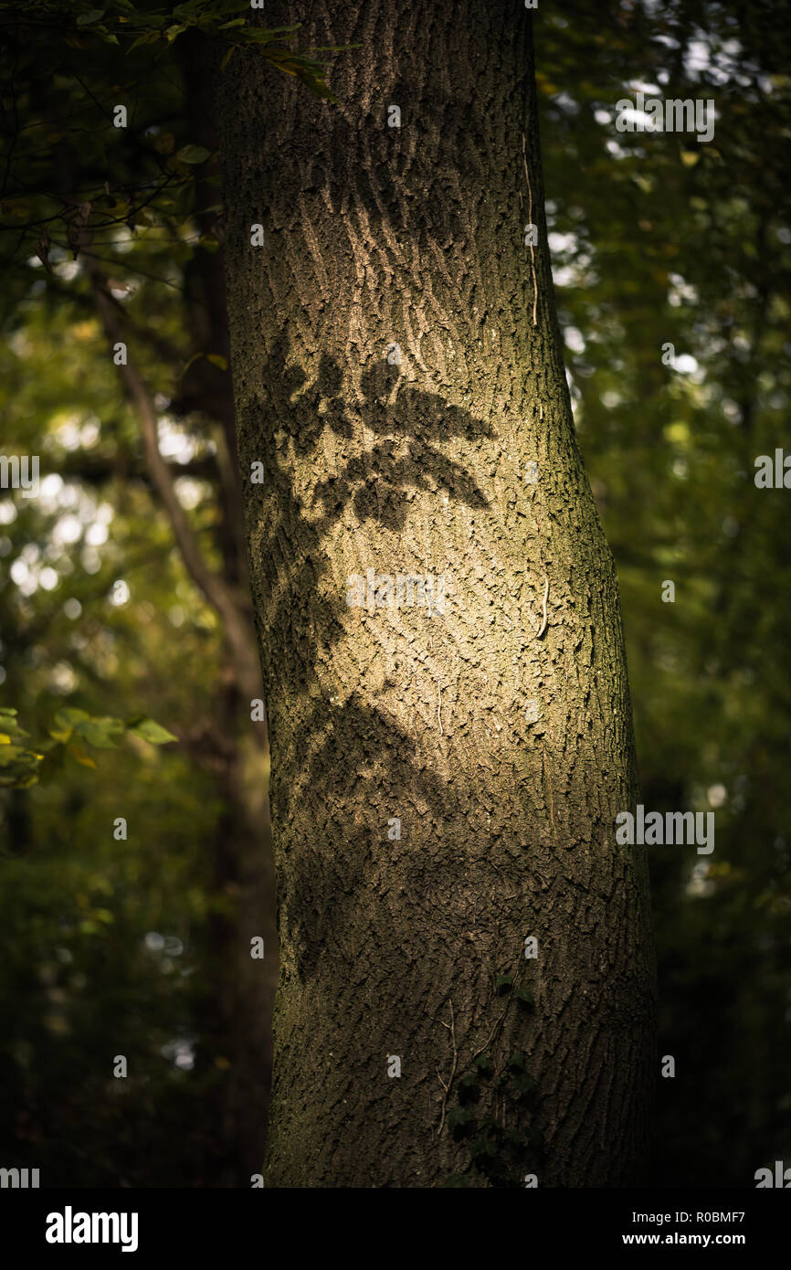 shadows on a tree in morning sunlight Stock Photo - Alamy