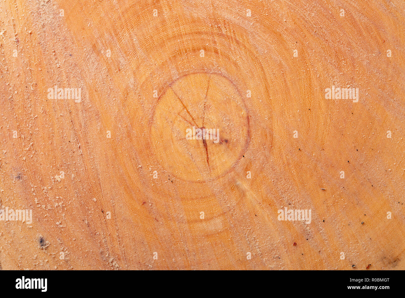 cross section of tree trunk close up Stock Photo - Alamy
