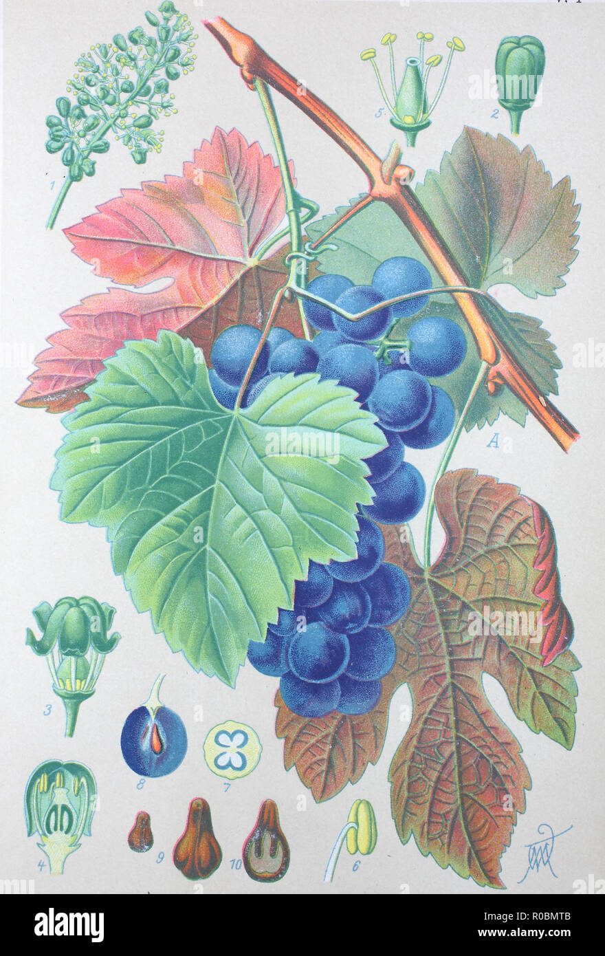 Digital improved high quality reproduction: Vitis vinifera, the common ...