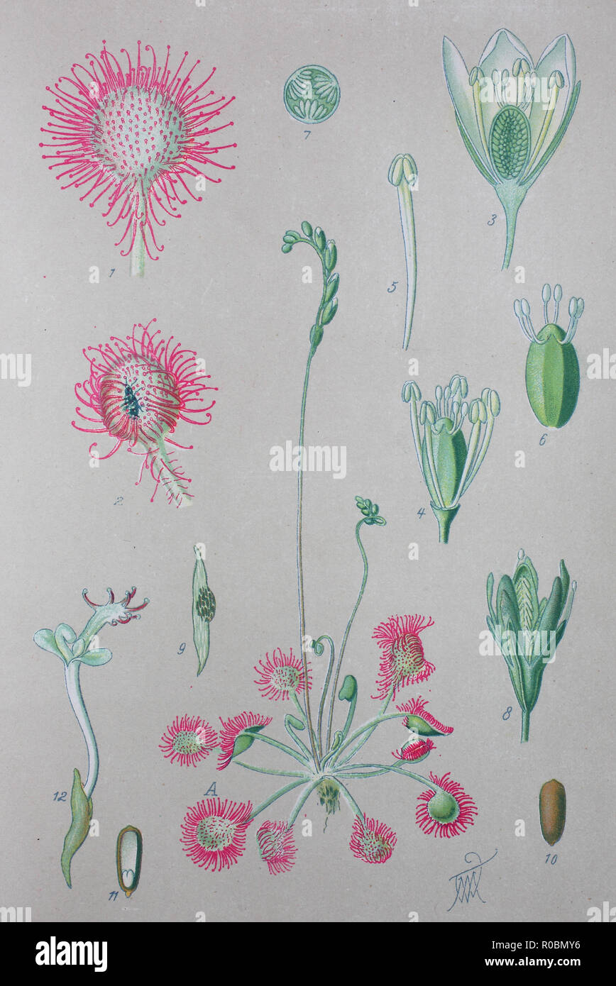 Plant of marshes and fens hi-res stock photography and images - Alamy