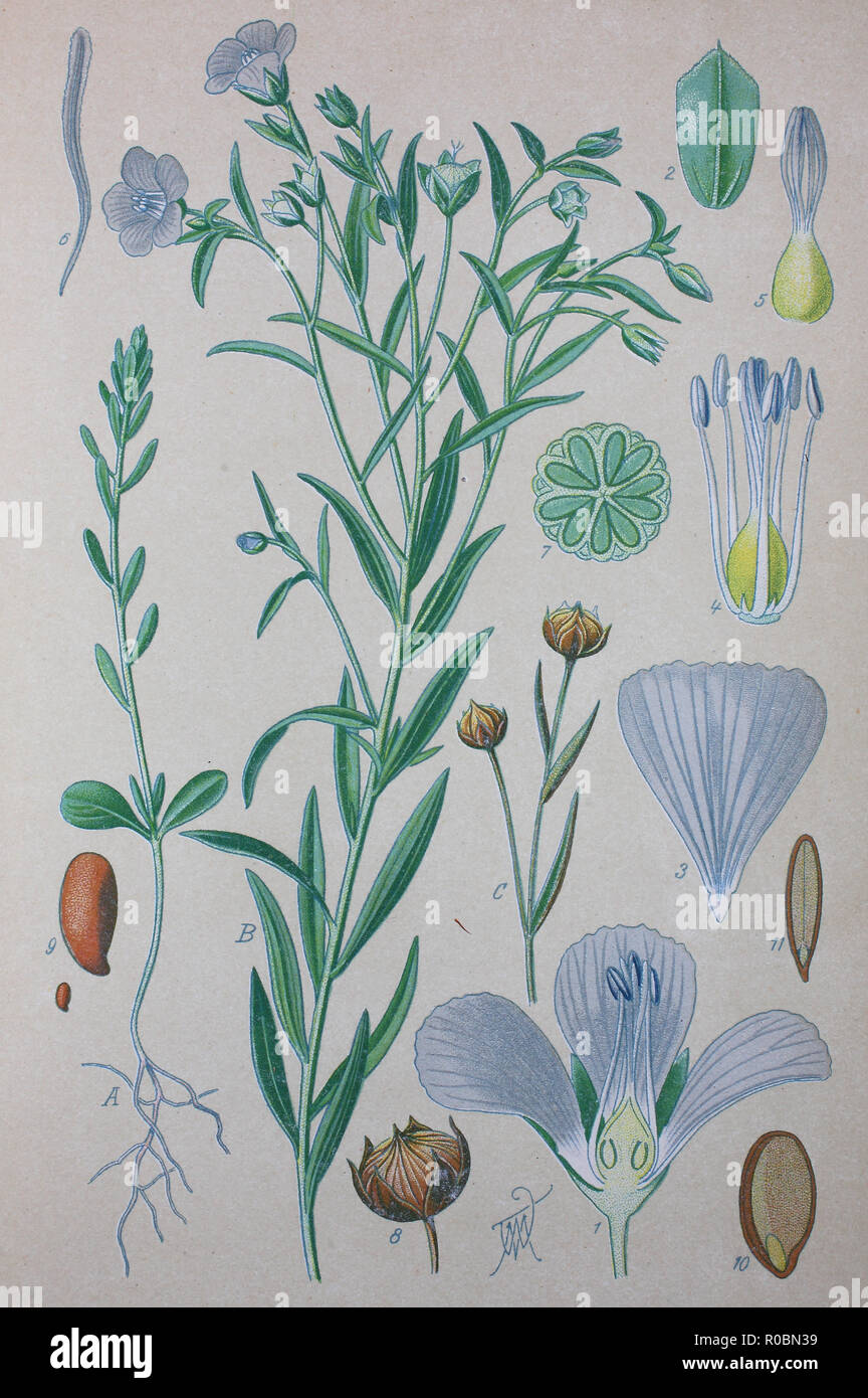 Linum Usitatissimum Fibres