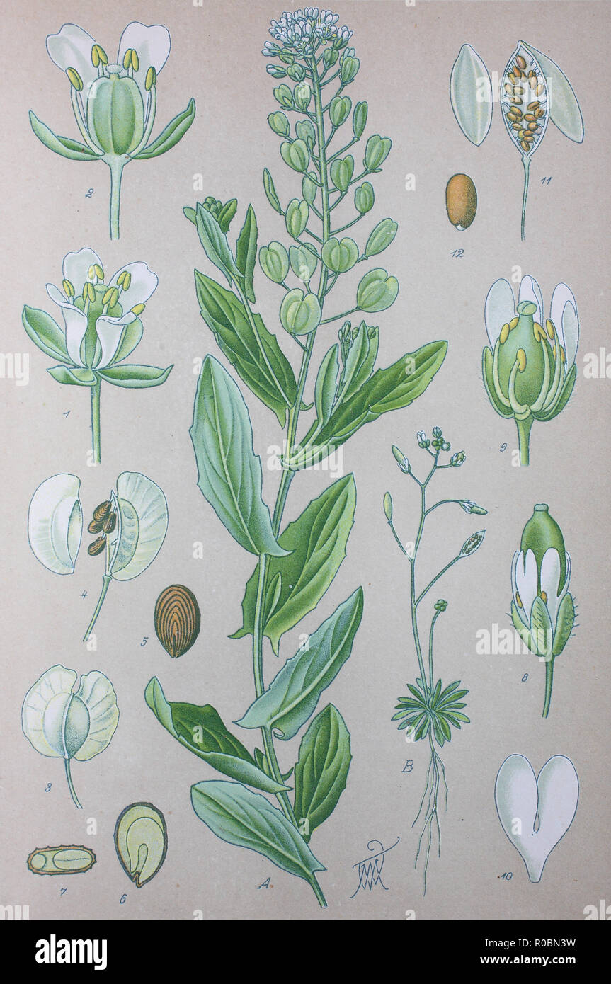 Cabbage plant drawing hi-res stock photography and images - Alamy