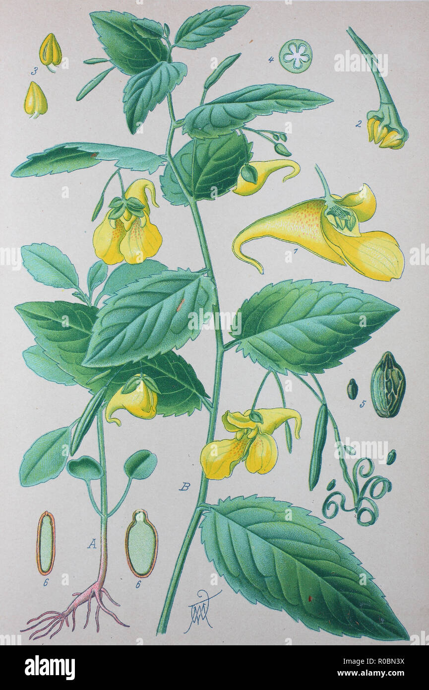 Digital improved high quality reproduction: Impatiens noli-tangere ...
