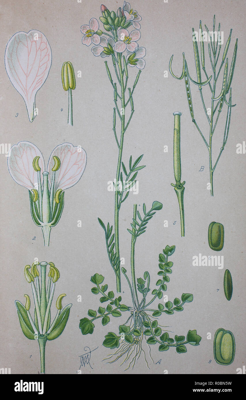 Lady's smock illustration hi-res stock photography and images - Alamy