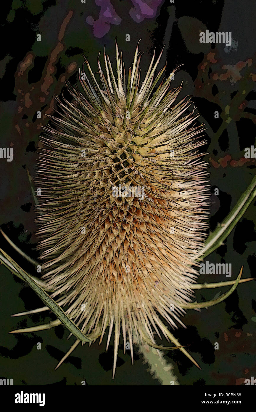 Teasle hi-res stock photography and images - Alamy