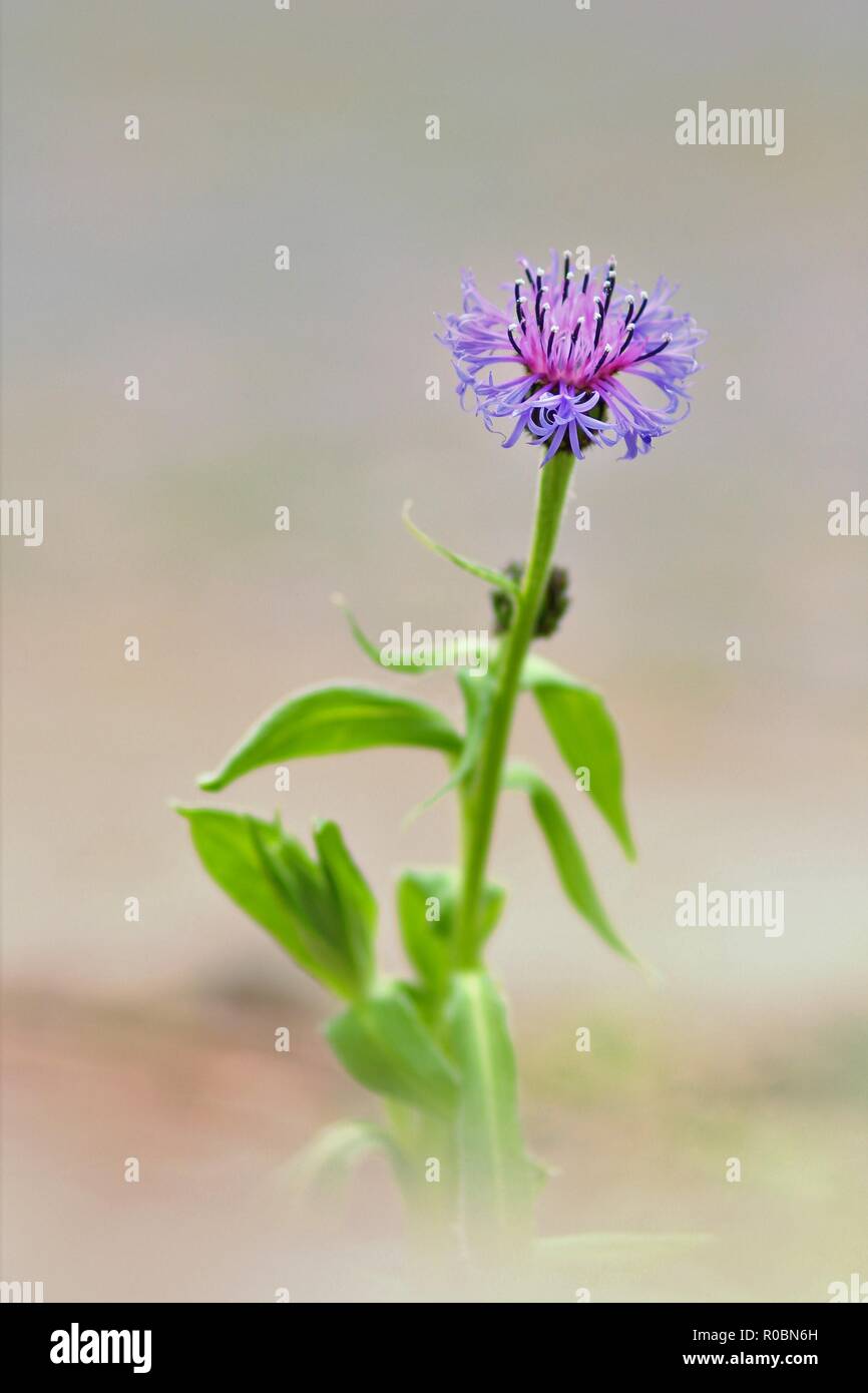 Cornflower on stem with leaves Stock Photo - Alamy
