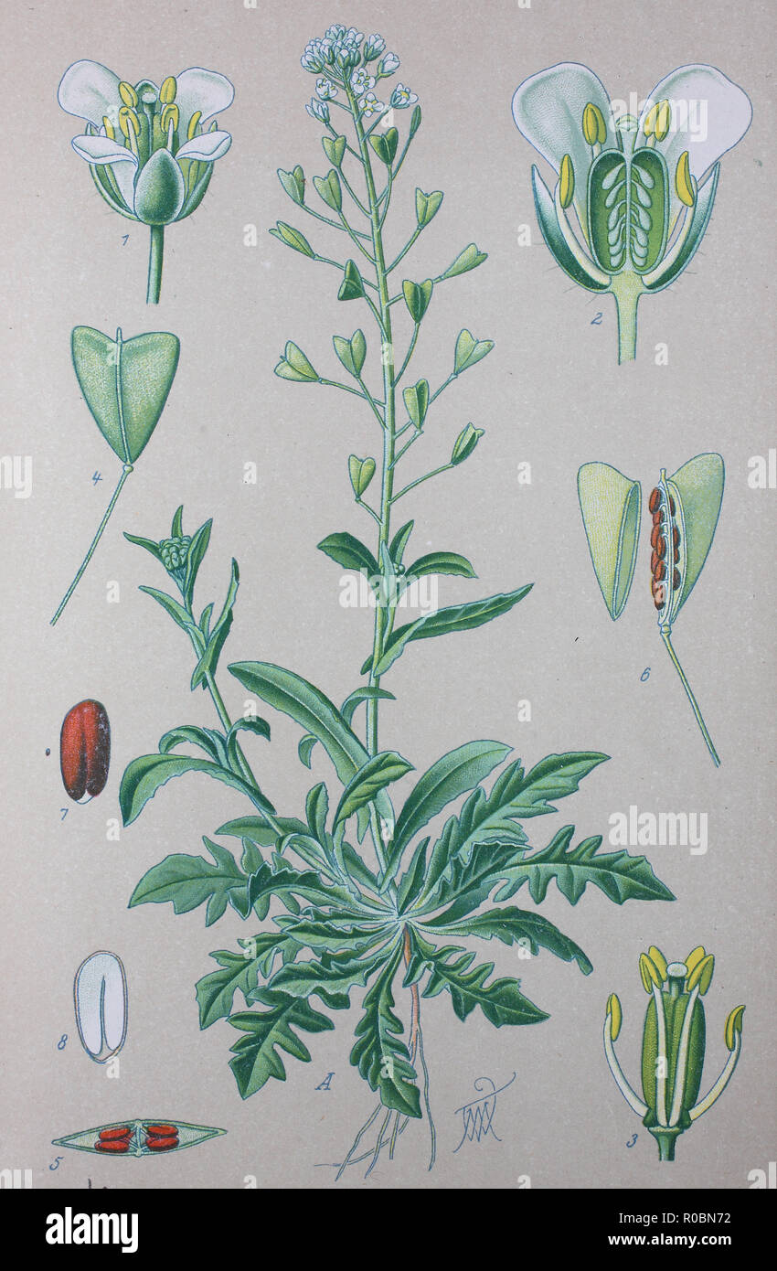 Digital improved high quality reproduction: Capsella bursa-pastoris ...