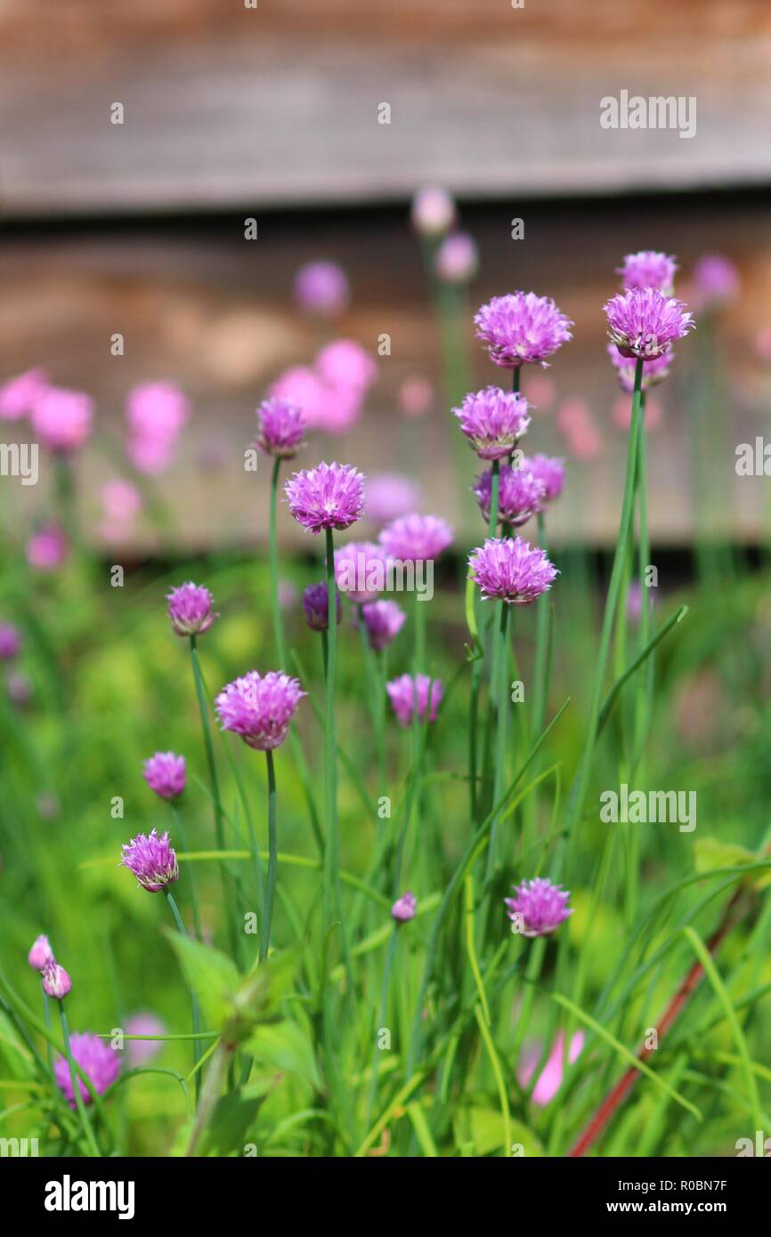 Flowering Chives standing in a garden border portrait shape Stock Photo ...