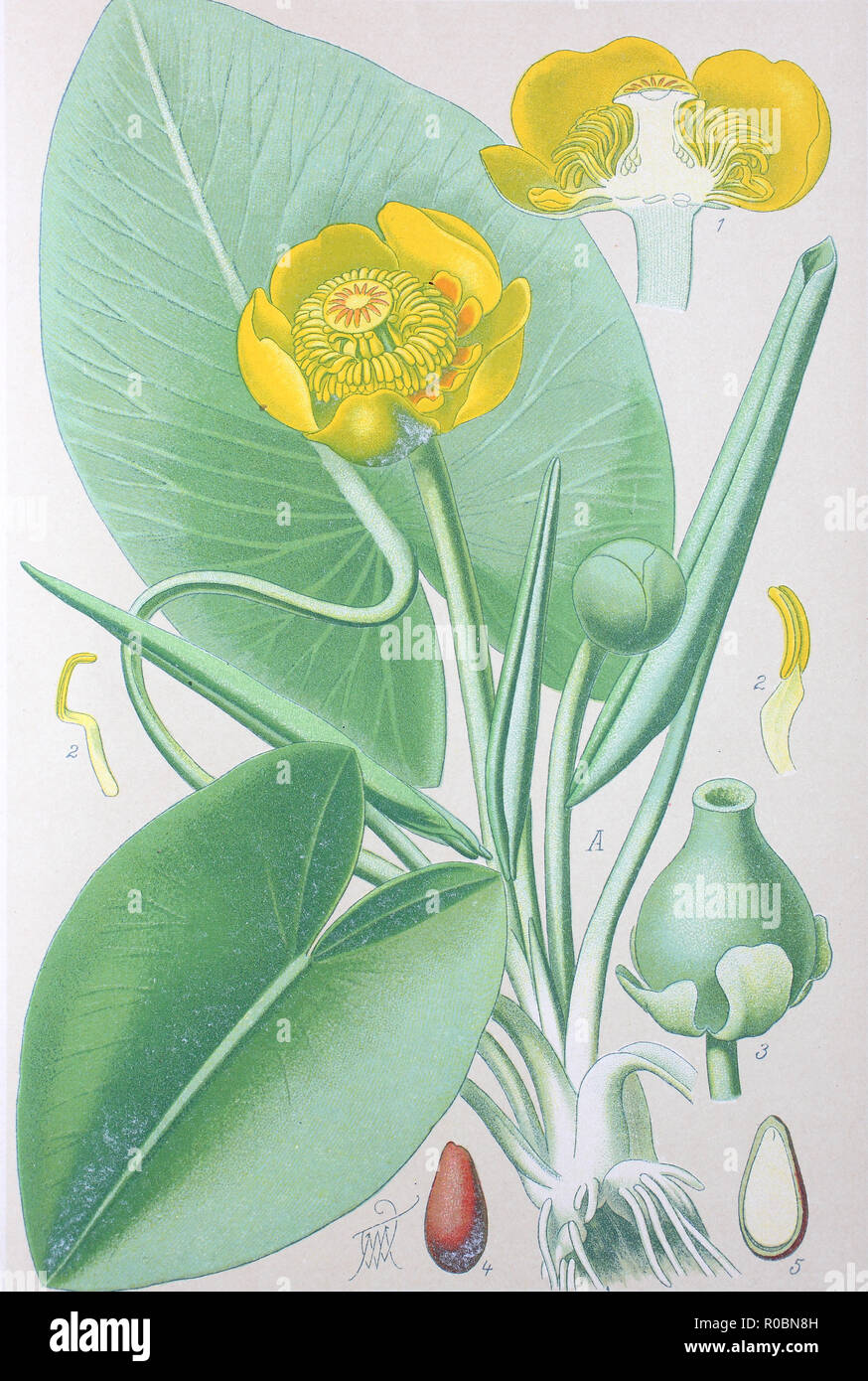 Lily reproduction hi-res stock photography and images - Alamy