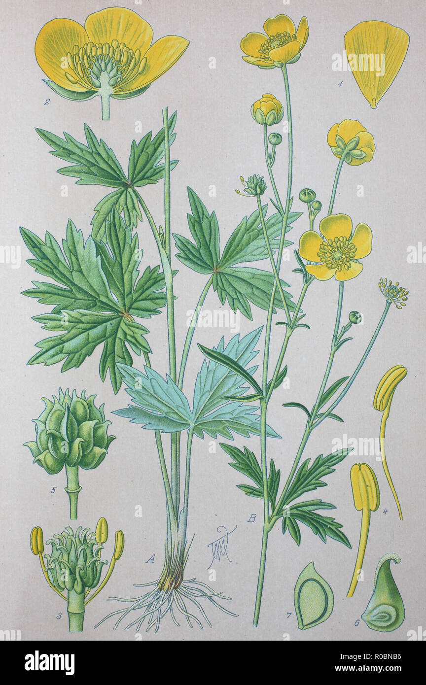 Digital improved high quality reproduction: Ranunculus acris is a ...