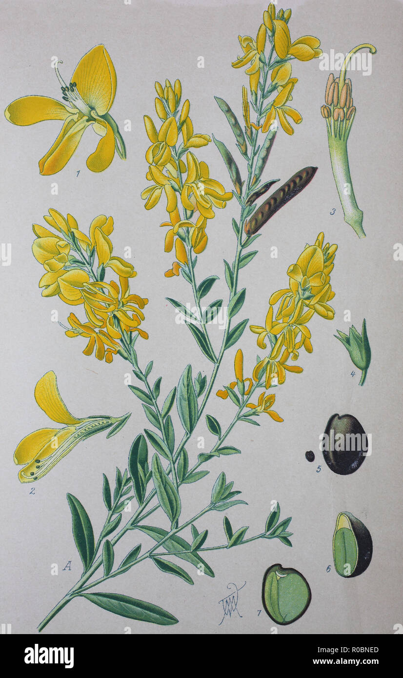 Woad plant illustration hi-res stock photography and images - Alamy