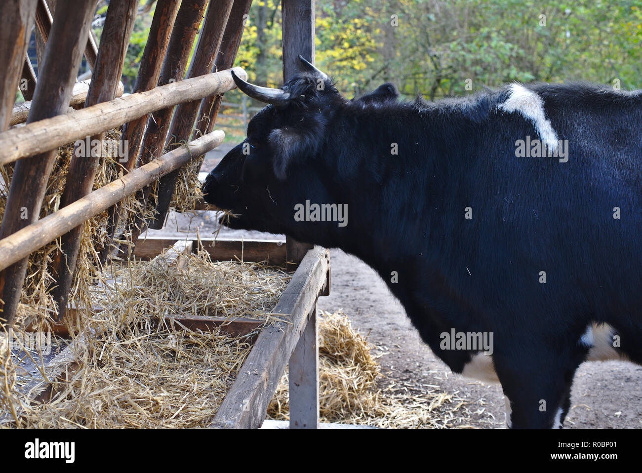 Cow in Swedish town Stock Photo - Alamy