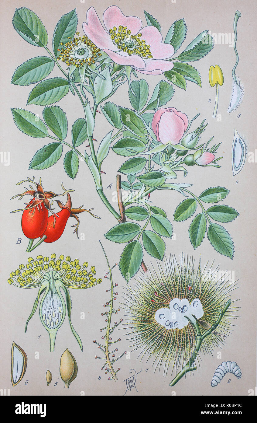 Botany rose drawings hi-res stock photography and images - Alamy