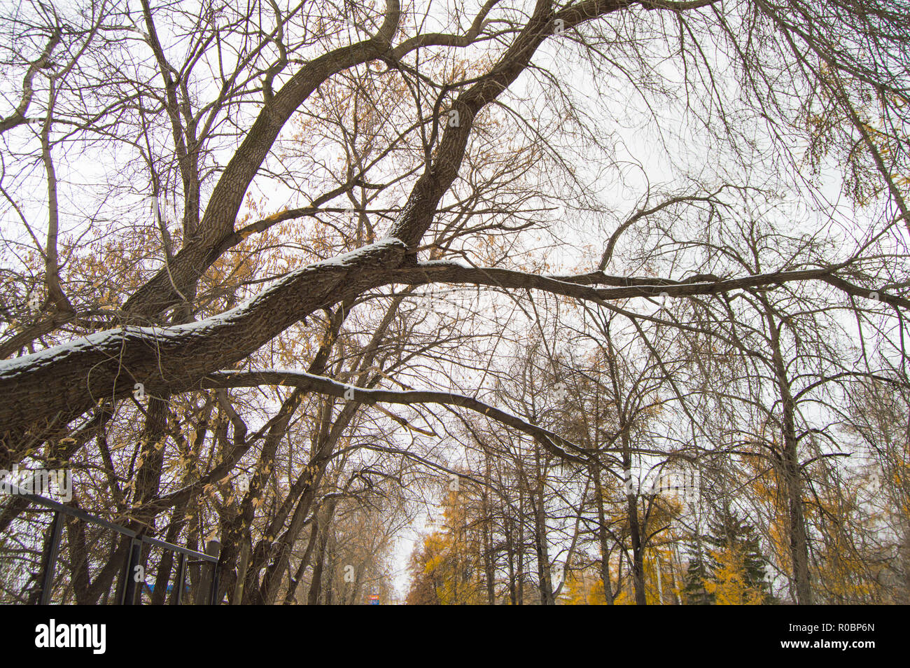 Bent over tree in snow hi-res stock photography and images - Alamy