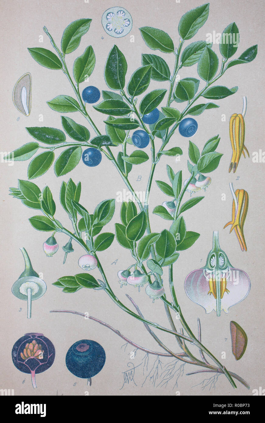 Digital improved high quality reproduction: Vaccinium myrtillus is a ...