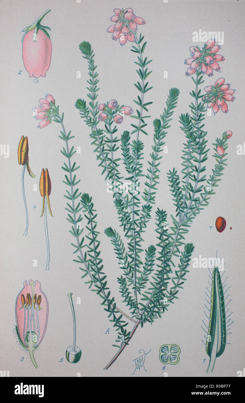 Digital improved high quality reproduction: Erica tetralix, the cross ...