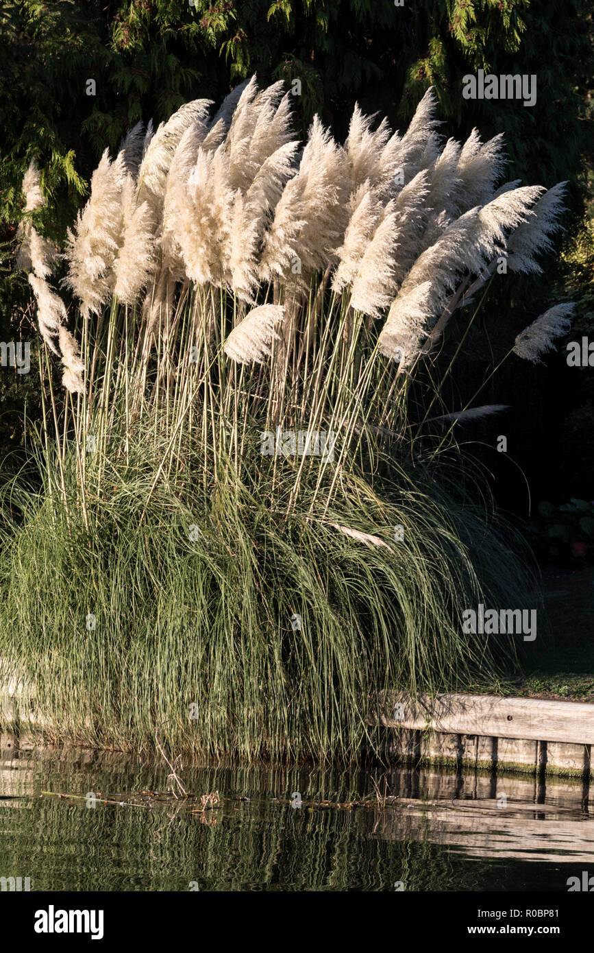 Pampas Grassland South America