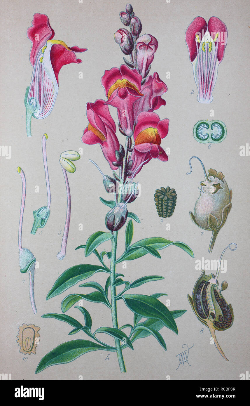 Digital improved high quality reproduction: Antirrhinum majus, common ...