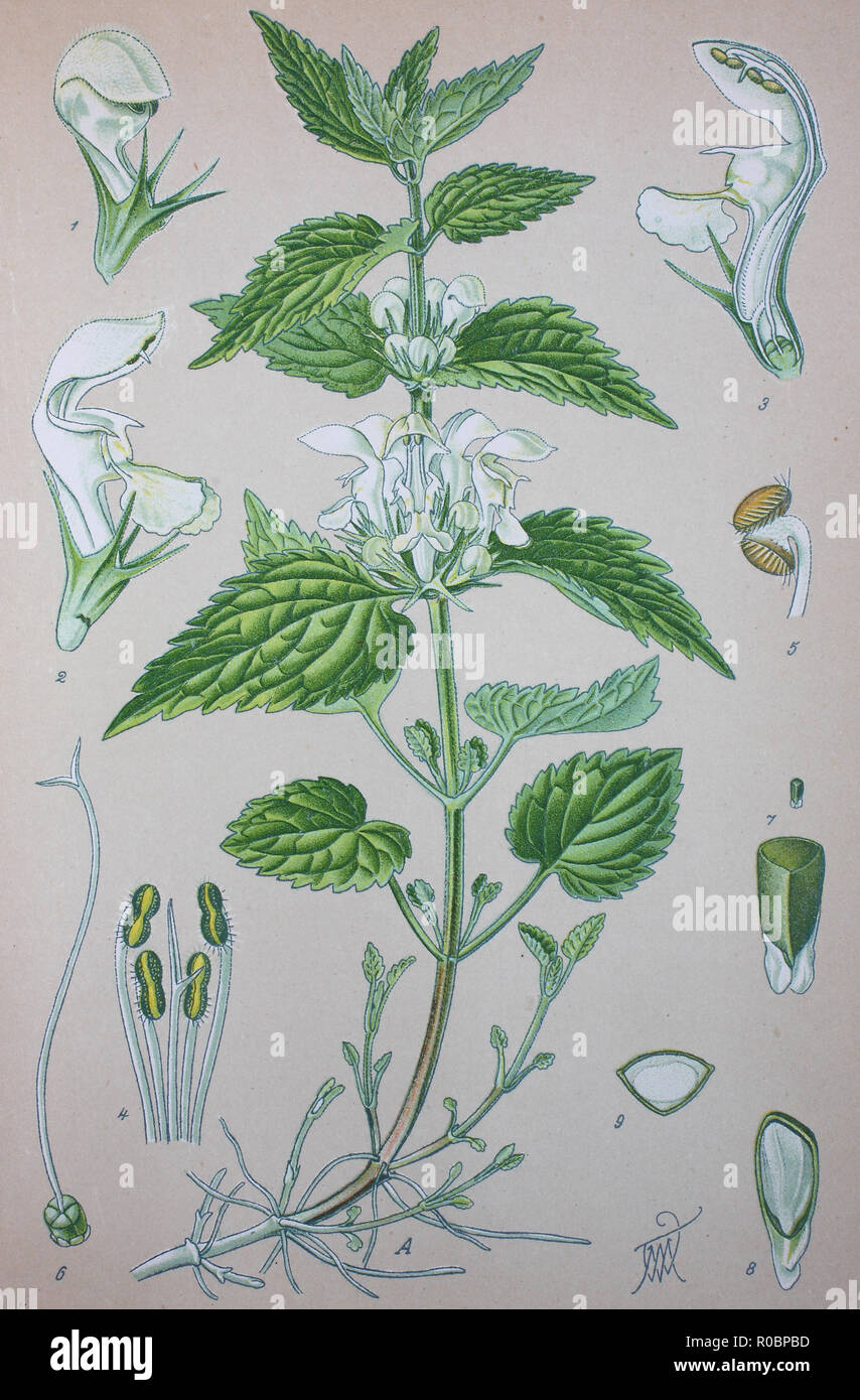 Digital improved high quality reproduction: Lamium album, commonly ...