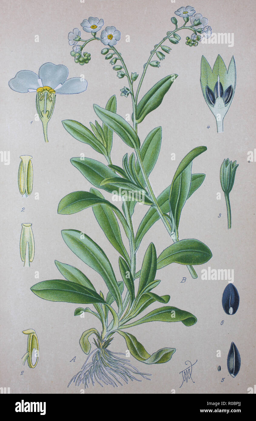 Digital improved high quality reproduction: Myosotis scorpioides, syn ...