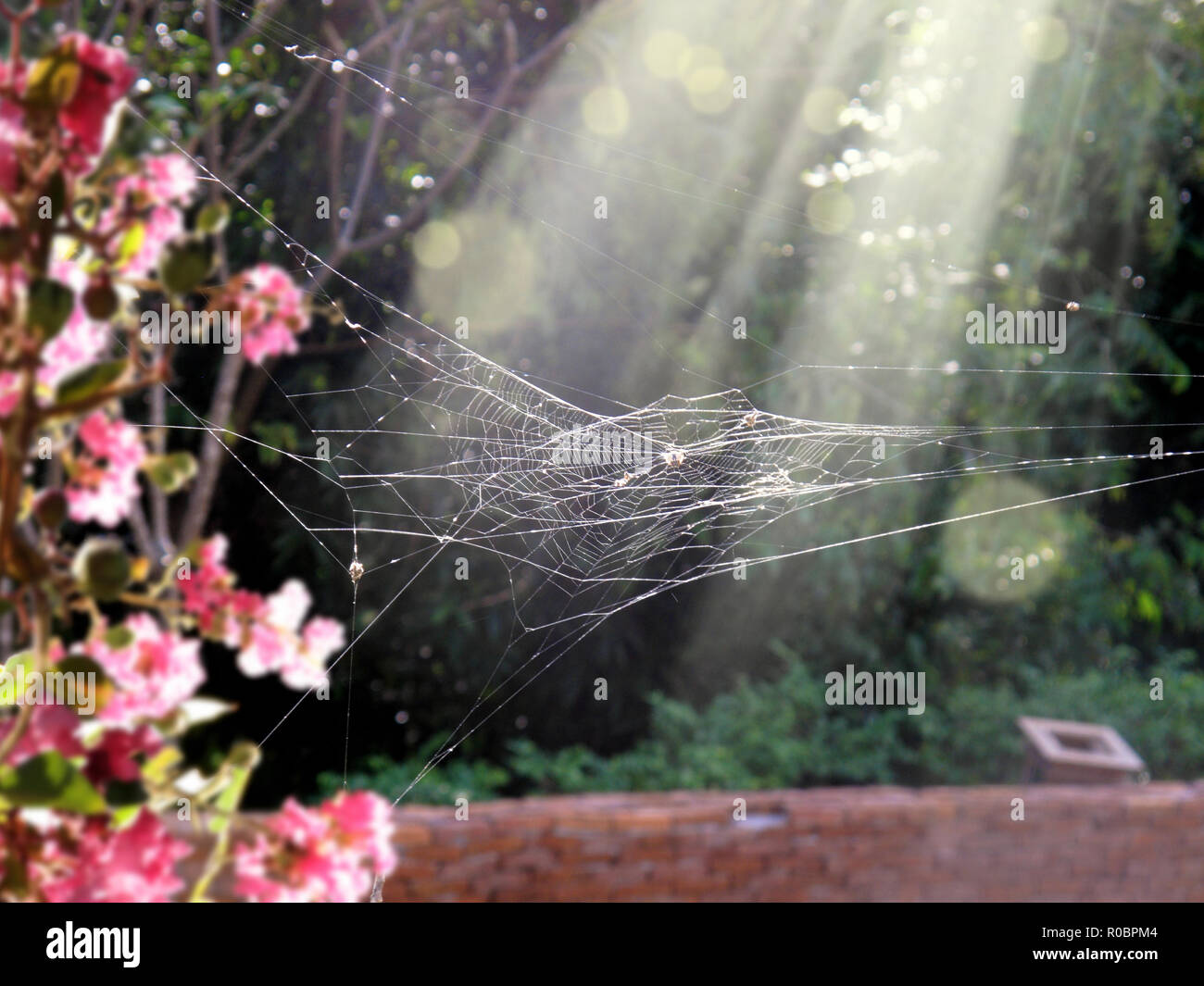 Flower with spider web hi-res stock photography and images - Alamy