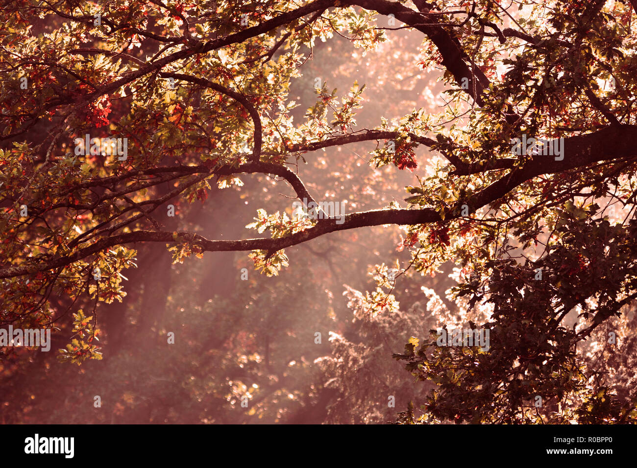 Sun beams shining through tree branches Stock Photo - Alamy