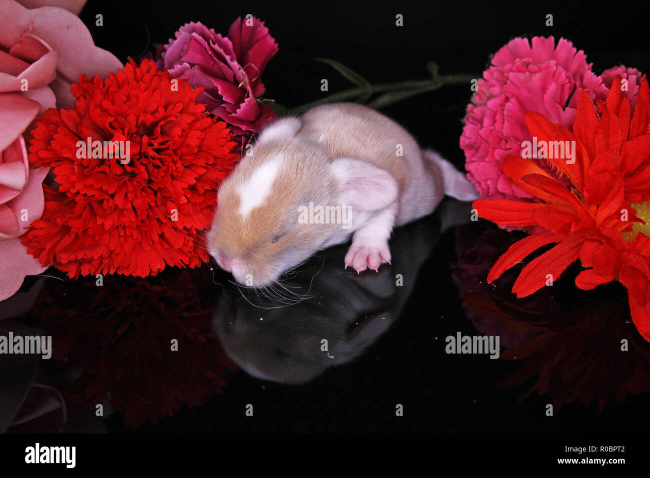 Pet gif hi-res stock photography and images - Alamy