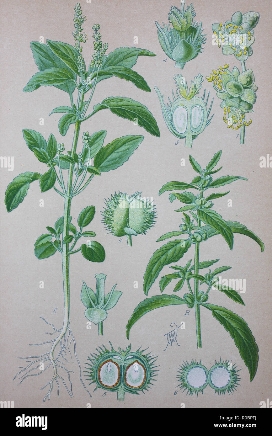 Digital improved high quality reproduction: Mercurialis annua is a ...