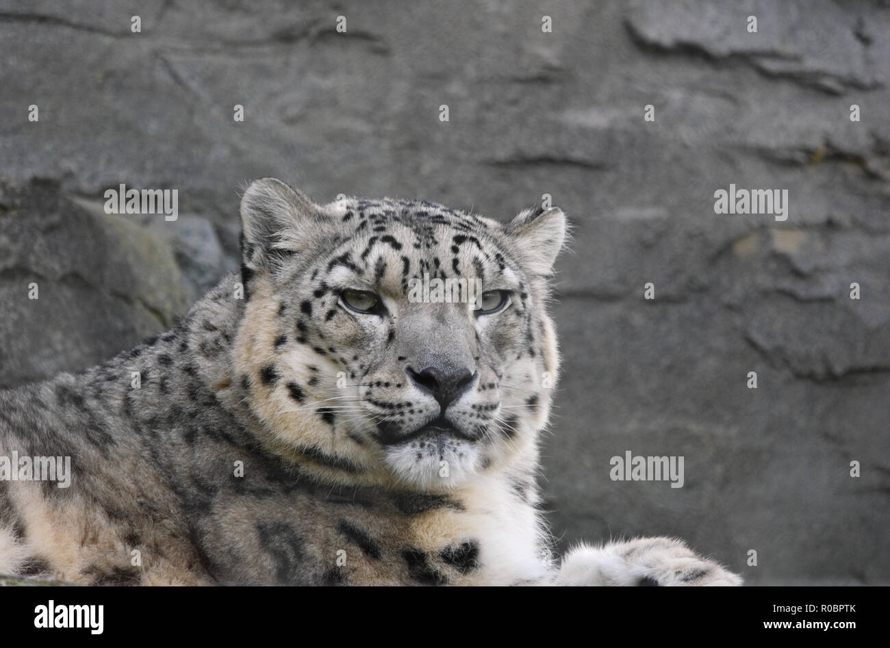 Wildlife extinction hi-res stock photography and images - Alamy