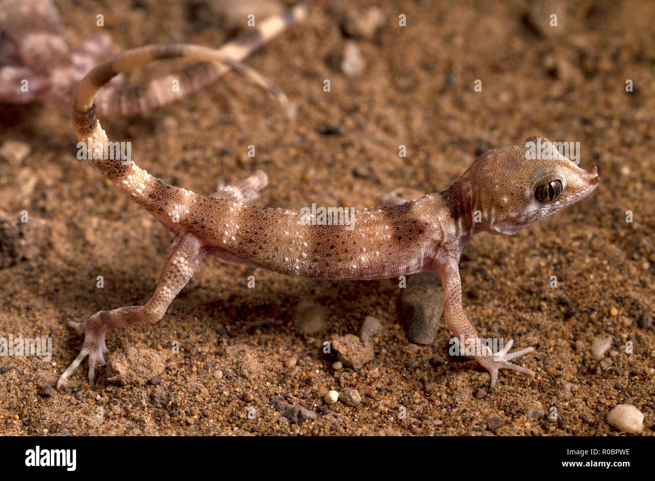 Rhinogecko Misonnei or Misonne's Spider Gecko in lout desert of Iran ...