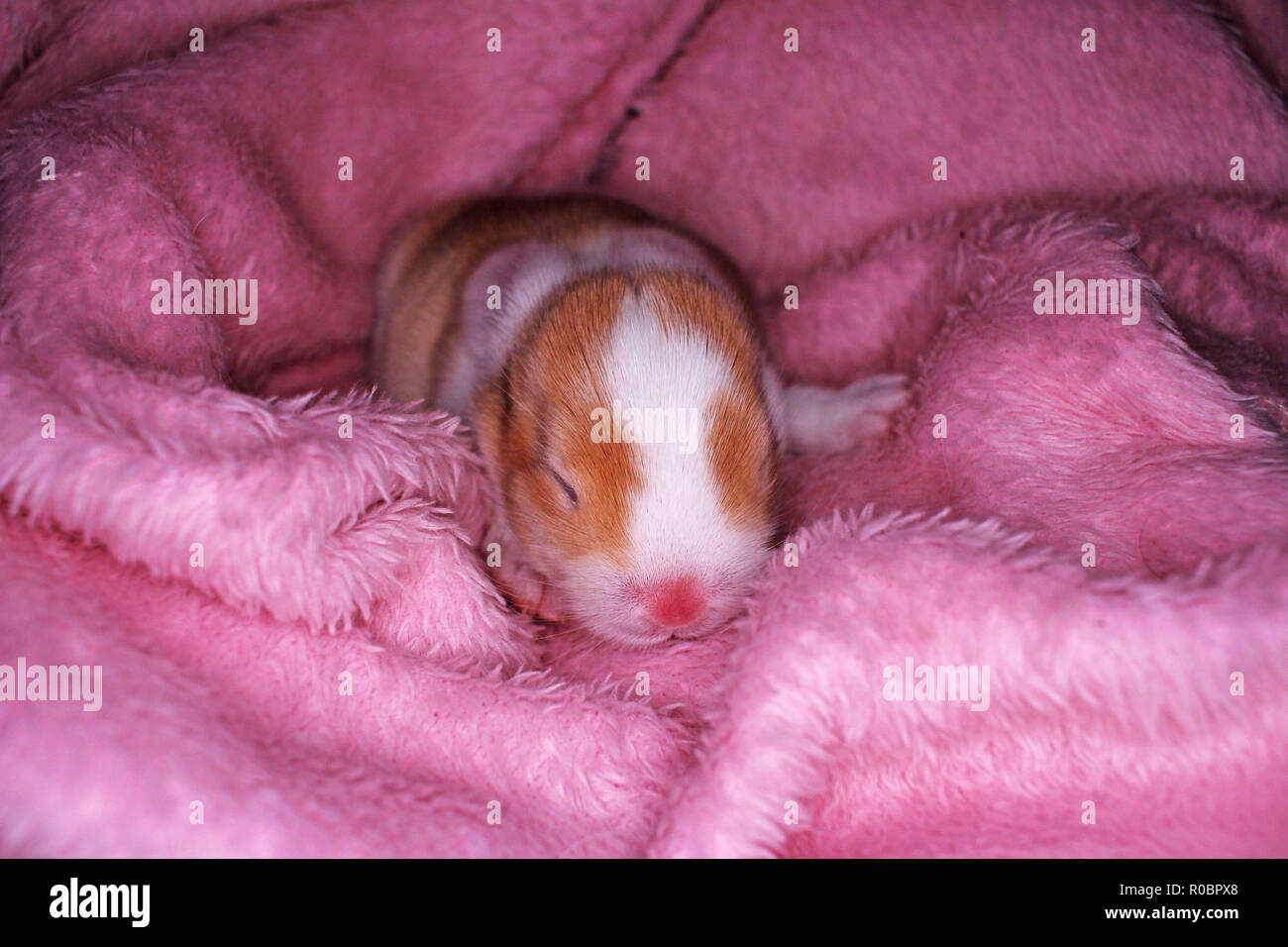 Bunny rabbit newborn lop kit 1 day old baby bunnies new born pets Stock ...