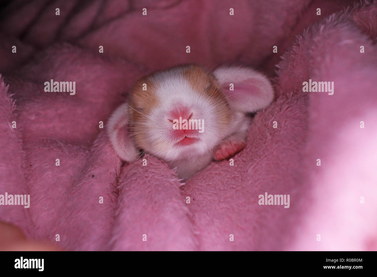 Bunny rabbit newborn lop kit 1 day old baby bunnies new born pets Stock ...