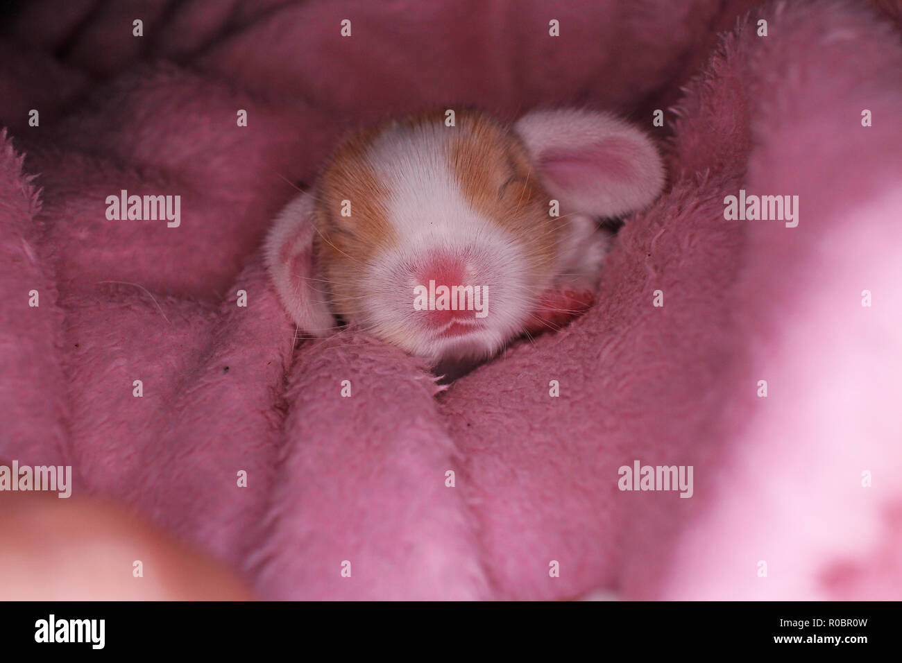 Bunny rabbit newborn lop kit 1 day old baby bunnies new born pets Stock ...