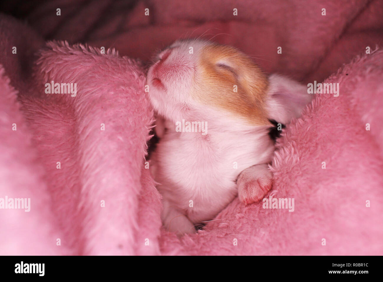 Baby bunny kits hi-res stock photography and images - Alamy